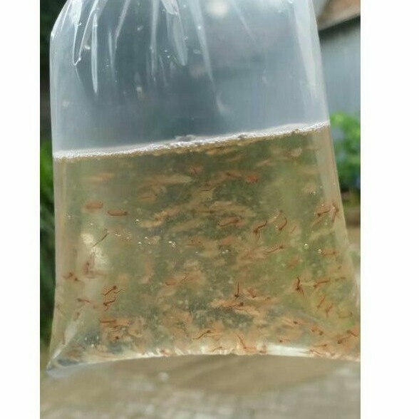 Jual Artemia/artemia hidup/artemia pakan cupang/artemia burayak/pakan ...