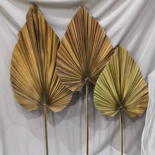 Jual Daun Palem / Palem Rustik / Daun Rustik/ Daun Palm bunga kering ...