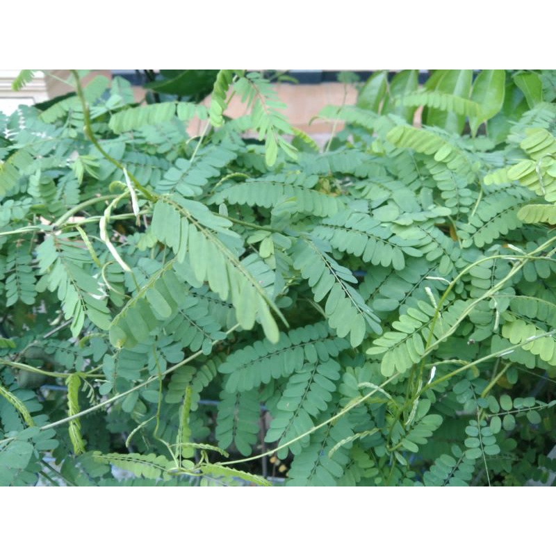 Jual Daun Saga Herbal Batuk, Amandel dan Sariawan pres 200gr | Shopee ...