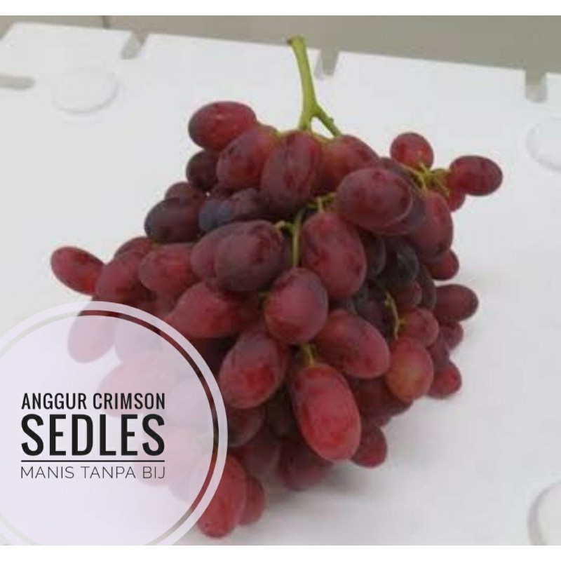 Jual BUAH ANGGUR MERAH CRIMSON TANPA BIJI | Shopee Indonesia