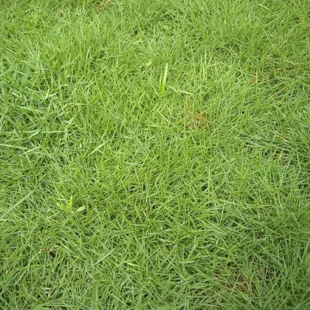 Jual Rumput Swiss Asli | Shopee Indonesia