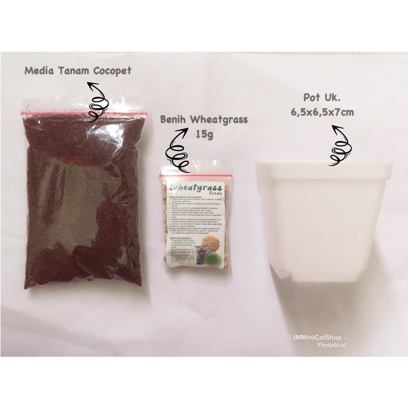 Jual PAKET Menanam RUMPUT KUCING / Wheatgrass | Shopee Indonesia