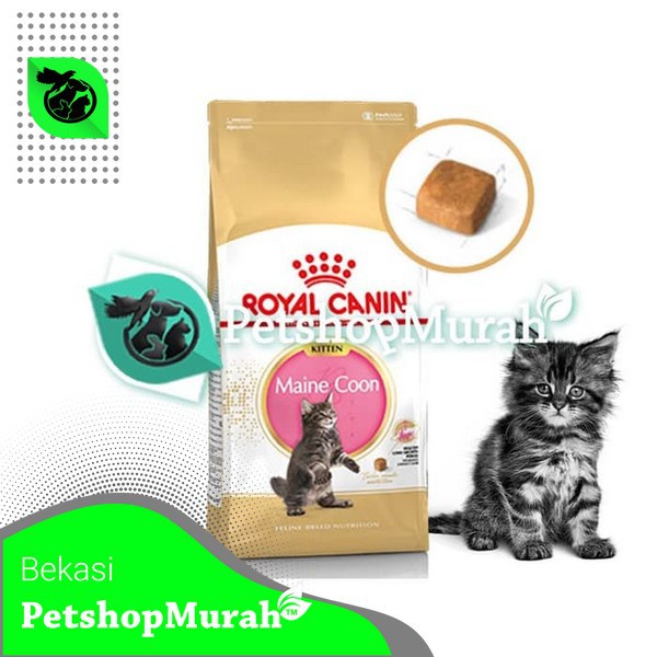 Jual Cat Food / Makanan Kucing Royal Canin Kitten Maine Coon 2 Kg ...