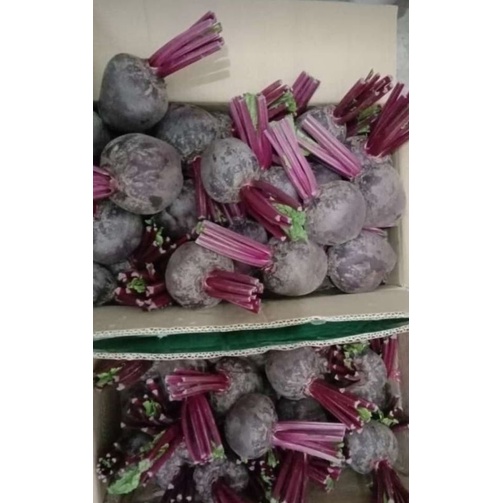 Jual Buah BIT 5 Kg Langsung dari kebun / Beet Root / Beet / Buah Bit ...
