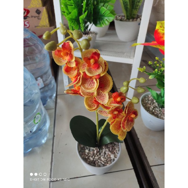 Jual bunga anggrek bulan berbunga hiasan rumah plastik | Shopee Indonesia