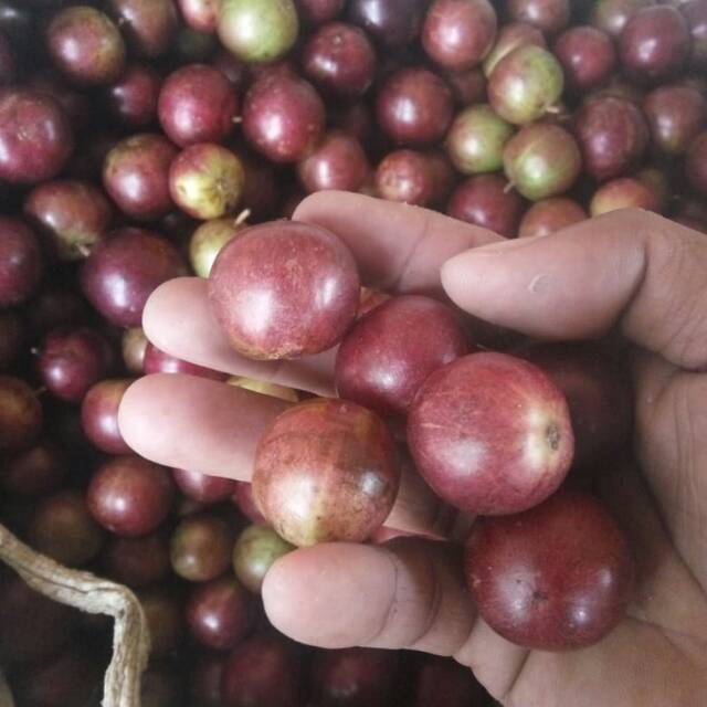 Jual Buah Rukem / Buah Jadul Mantul | Shopee Indonesia