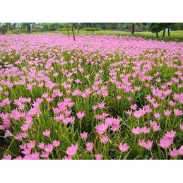 Jual Tanaman Bunga Rain lily (Zephyranthes sp.) Siap Berbunga RImbun ...