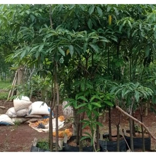 Jual Tanaman Pule Terlengkap & Harga Terbaru Juli 2024 | Shopee Indonesia