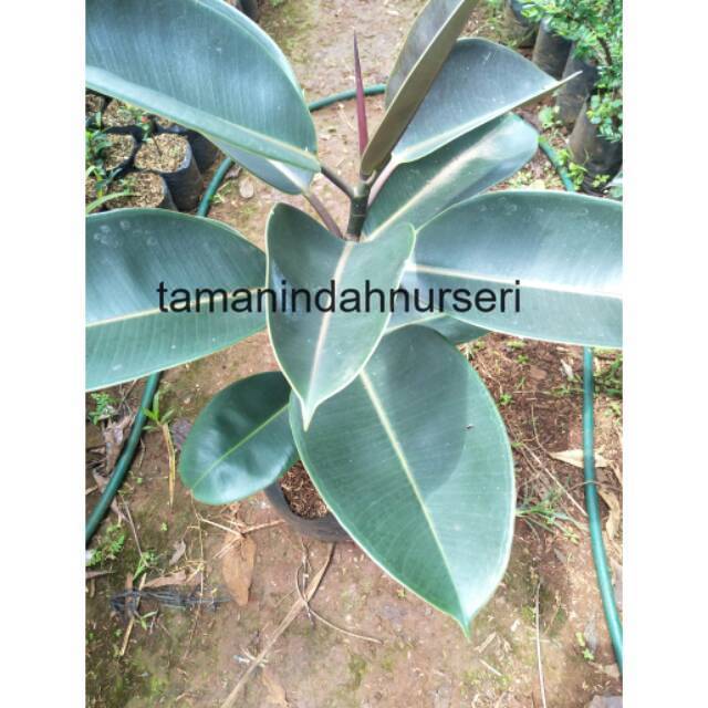 Jual jual Pohon karet kebo - Tanaman karet kebo obat stroke | Shopee Indonesia