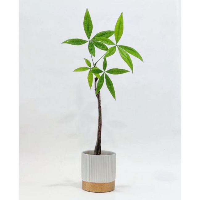Jual tanaman pachira - pohon pachira - money tree | Shopee Indonesia