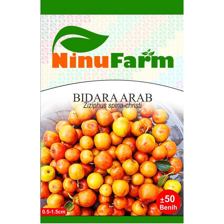 Jual BIBIT BIDARA ARAB / BENIH BIDARA ARAB / NINUFARM / KEMASAN ASLI ...