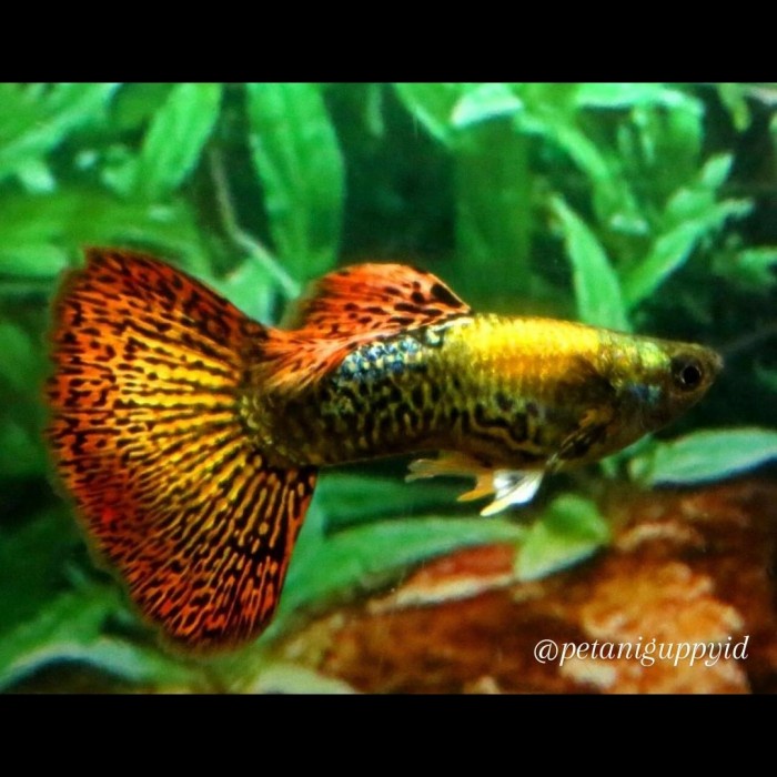 Jual S20Ds1 Ikan Guppy Red Dragon Sepasang - Betina 20Q1Qs | Shopee Indonesia