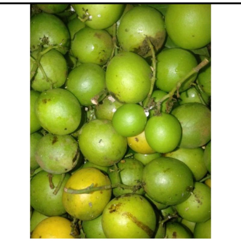Jual BUAH JATAKE SEGAR | BUAH GANDARIA LANGSUNG PETIK | Shopee Indonesia