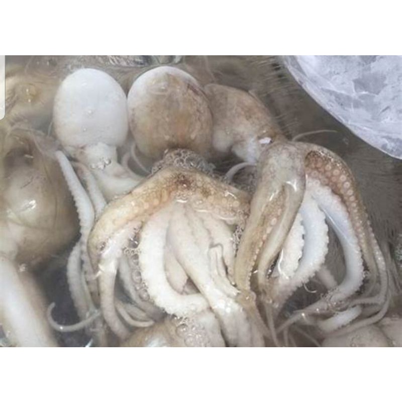 Jual gurita segar 1 kg | Shopee Indonesia