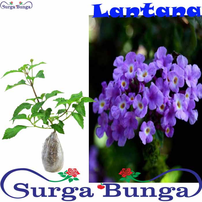 Jual Bibit Tanaman Bunga Lantana Ungu (lantana camara)- tanaman cente ...
