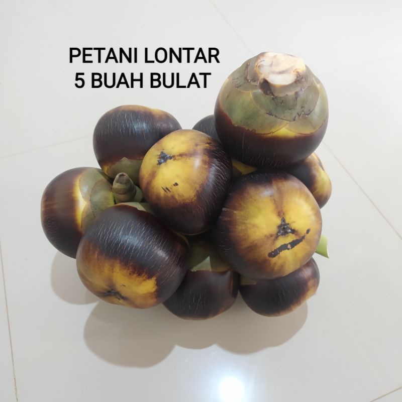 Jual Buah Lontar utuh, 5 buah bulat ( isi 15 biji ) | Shopee Indonesia