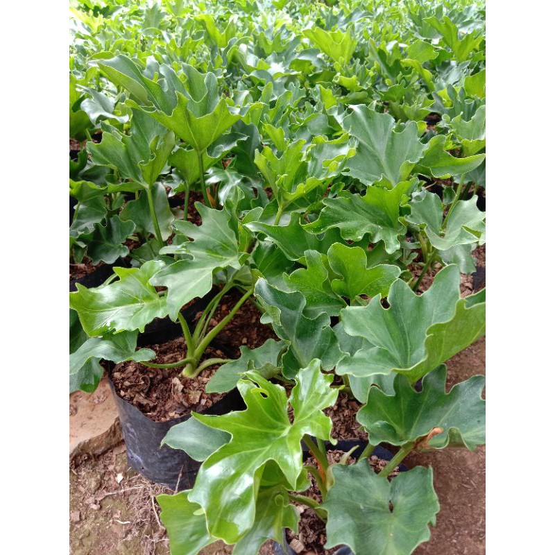 Jual tanaman hias pilodendroom/Pilo jari | Shopee Indonesia