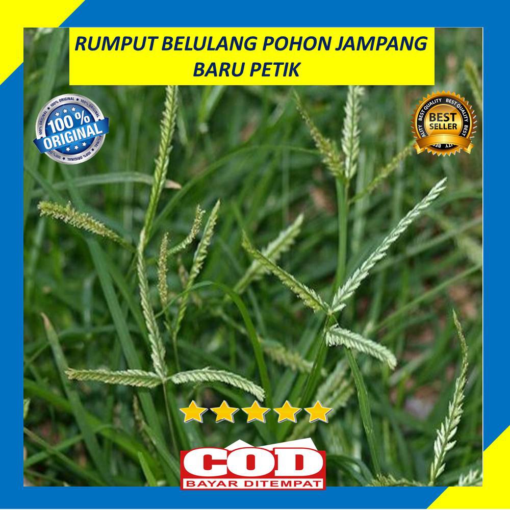 Jual Rumput Belulang Daun Jampang Eleusine indica 250 Gram Obat Herbal ...