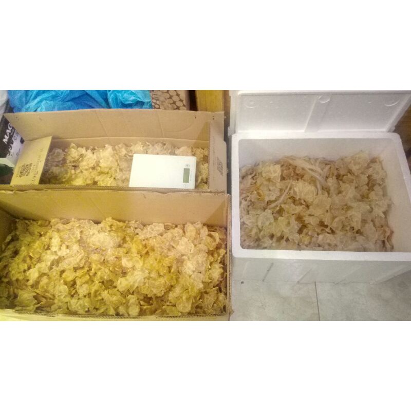 Jual TERMURAH HU PIO 1kg FISH MAW / YU PIAU (gelembung manyung / mayung ...