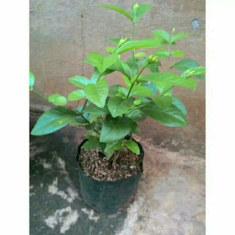 Jual Tanaman hias melati wangi - melati kampung - melati telor | Shopee ...