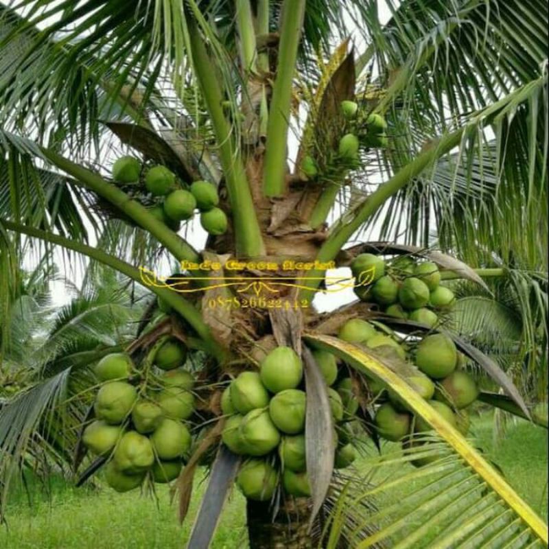 Jual jual bibit kelapa genjah entok,dan macam2 jenis kelapa satu paket ...