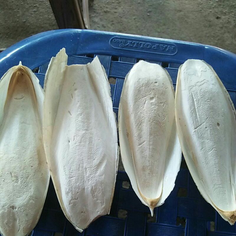 Jual totok cumi | Shopee Indonesia
