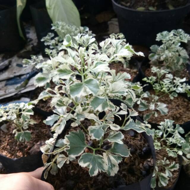 Jual 2.2 COD SALE Tanaman hias - andong laut mini variegata - bibit ...