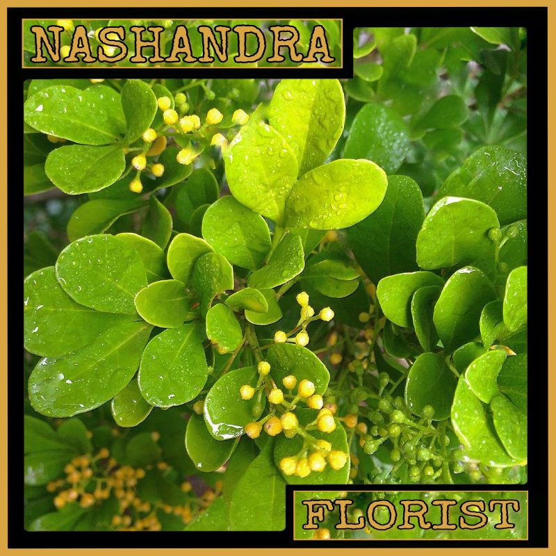 Jual Tanaman Hias Bunga Kemuning Cina | Culan | Shopee Indonesia