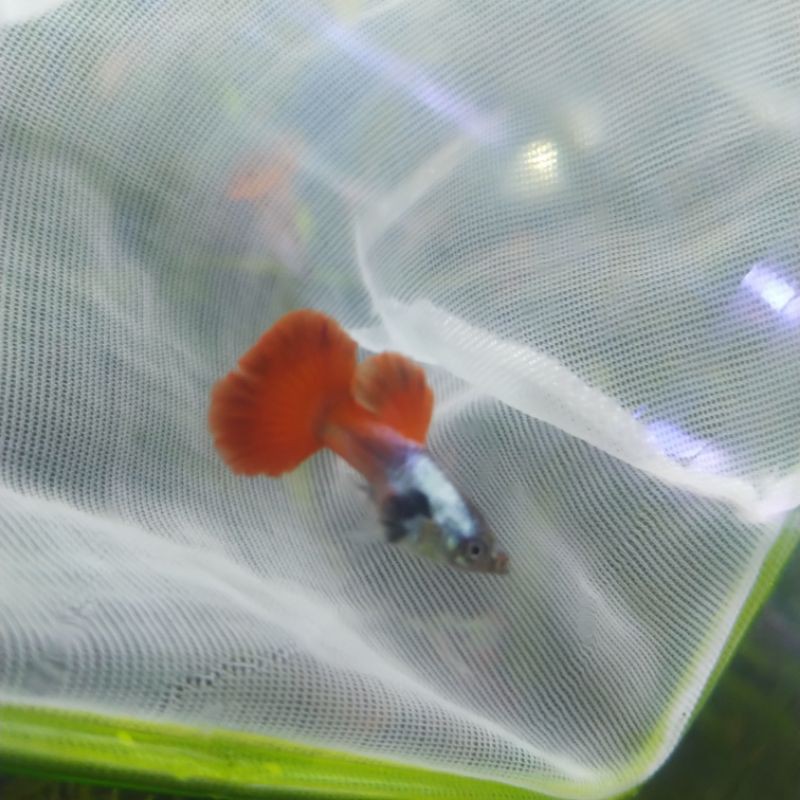 Jual PAKET 6 EKOR IKAN HIAS GUPPY PRTDE JANTAN | Shopee Indonesia