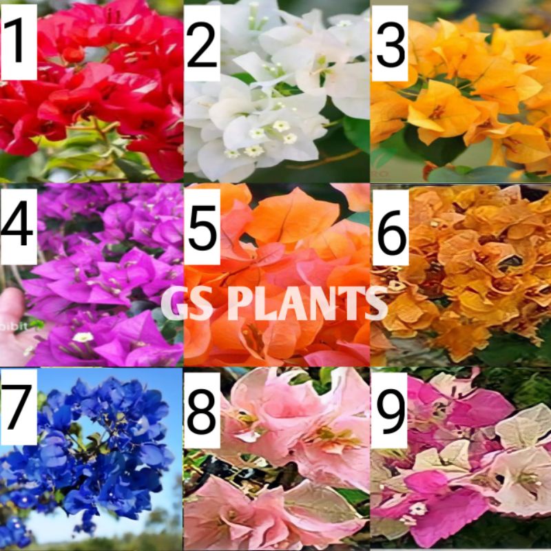 Jual BIBIT TANAMAN HIAS BUGENVIL BUNGA KERTAS // Bervariasi ...