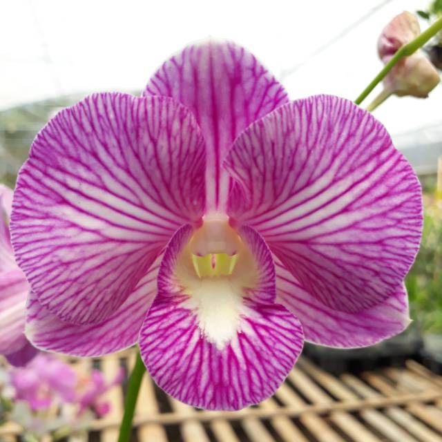 Jual ANGGREK DENDROBIUM PINK STRIP (25k) | Shopee Indonesia
