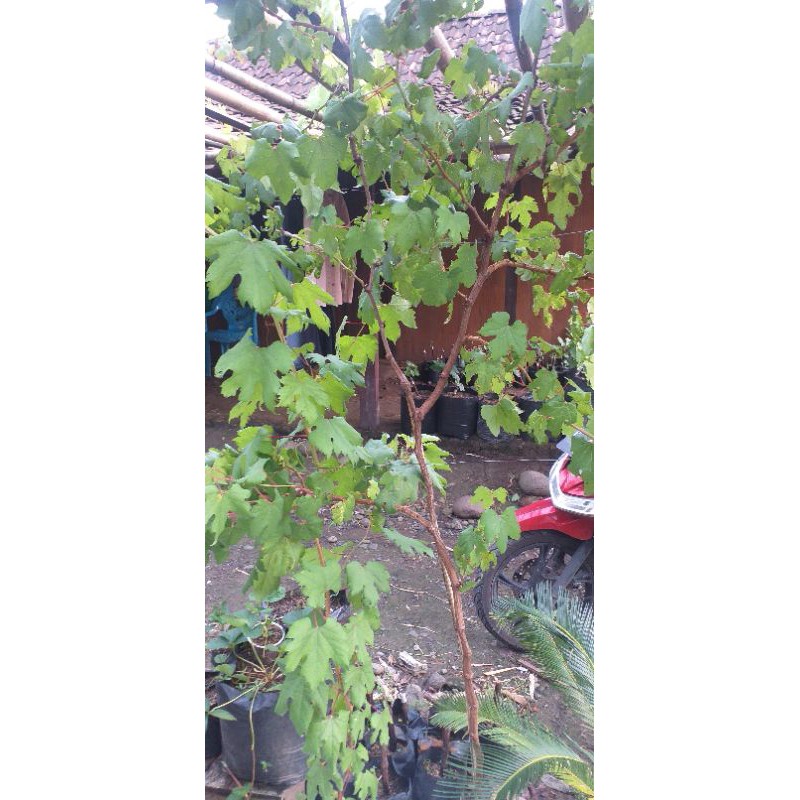 Jual Entres anggur impor messenger, STQ, Rubi Roman, Ibidza | Shopee ...