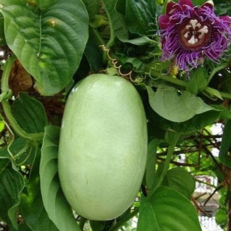 Jual Buah Markisa/Markusa Jumbo | Shopee Indonesia