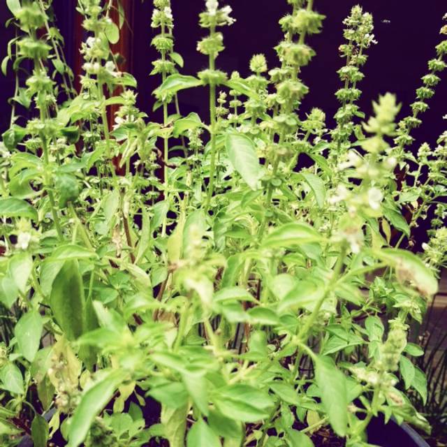 Jual BUNDAALEEFA - Ruku ruku ungu - tanaman holly lampes atau Tulsi ...