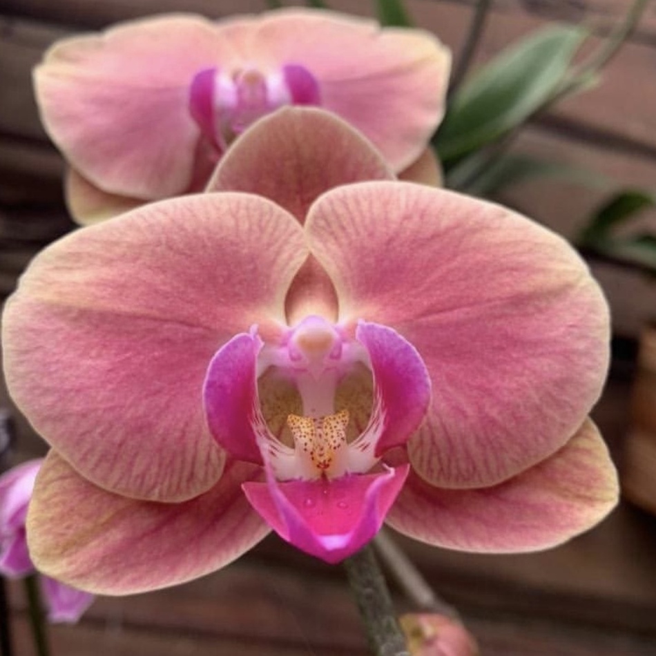 Jual Seedling Anggrek Bulan Pink Perfection Big Lips | Shopee Indonesia