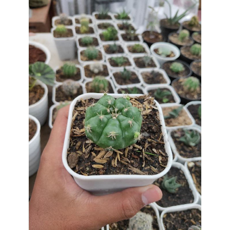 Jual Tanaman Kaktus Bulat Bermacam - macam | Shopee Indonesia