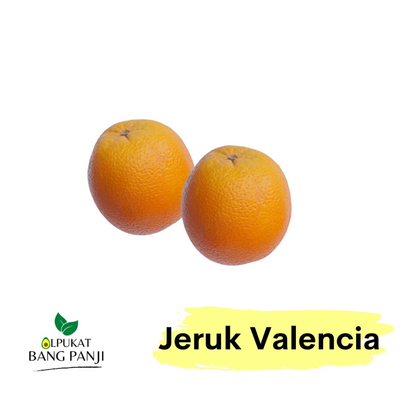Jual ALPUKAT BANG PANJI - Jeruk valencia 1kg | Shopee Indonesia