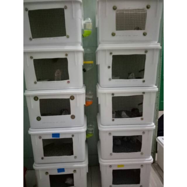Jual Box Modif Kandang Hamster/ Landak/ Sugar Glider 8L | Shopee Indonesia