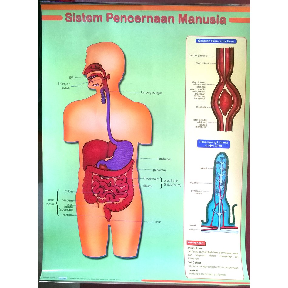 Jual Alat Peraga Poster Sistem Pencernaan Manusia | Shopee Indonesia