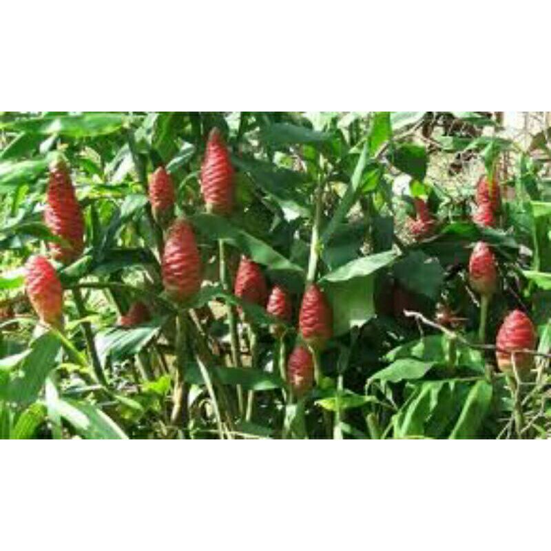 Jual 250 Gram Rempuyang/Lempuyang , Bunga , Daun , Alami Herbal di ...