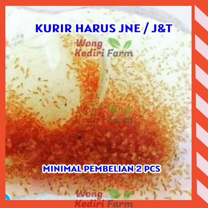 Jual Daphnia Magna kutu air Kutir raksasa isi 500+ - DM Pakan Ikan ...