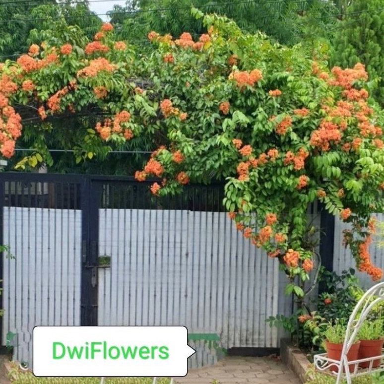 Jual (BISA COD) PROMO! Tanaman Hias Merambat Di Pagar Bahunia Bunga ...