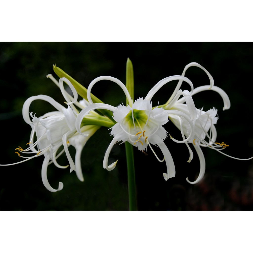 Jual Bibit Umbi Bunga Spider Lily White / Bunga Rimpang Putih | Shopee ...
