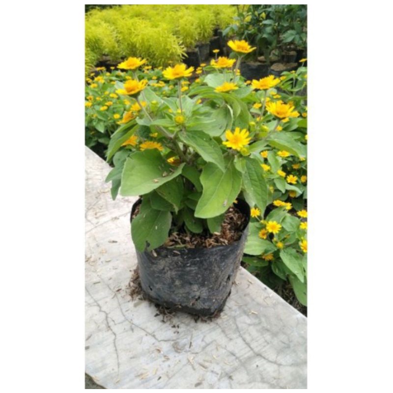 Jual Tanaman hias butter daisy / seribu bintang | Shopee Indonesia