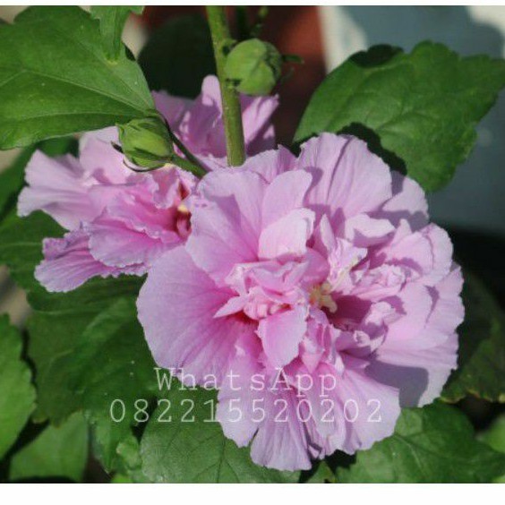 Jual Tanaman hias bunga sepatu Double Purple | Shopee Indonesia