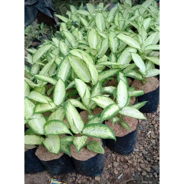 Jual Bunga diven tisu/given/aglonema | Shopee Indonesia