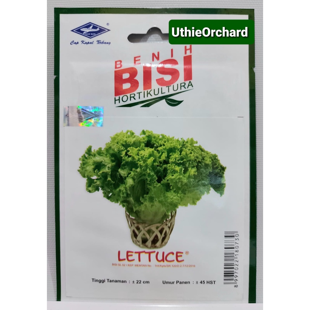 Jual Benih Bisi (Cap Kapal Terbang) - Selada Keriting Hijau Lettuce ...