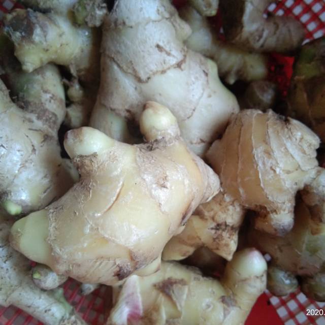 Jual JAHE SEGAR PENINGKAT DAYA TAHAN TUBUH | Shopee Indonesia