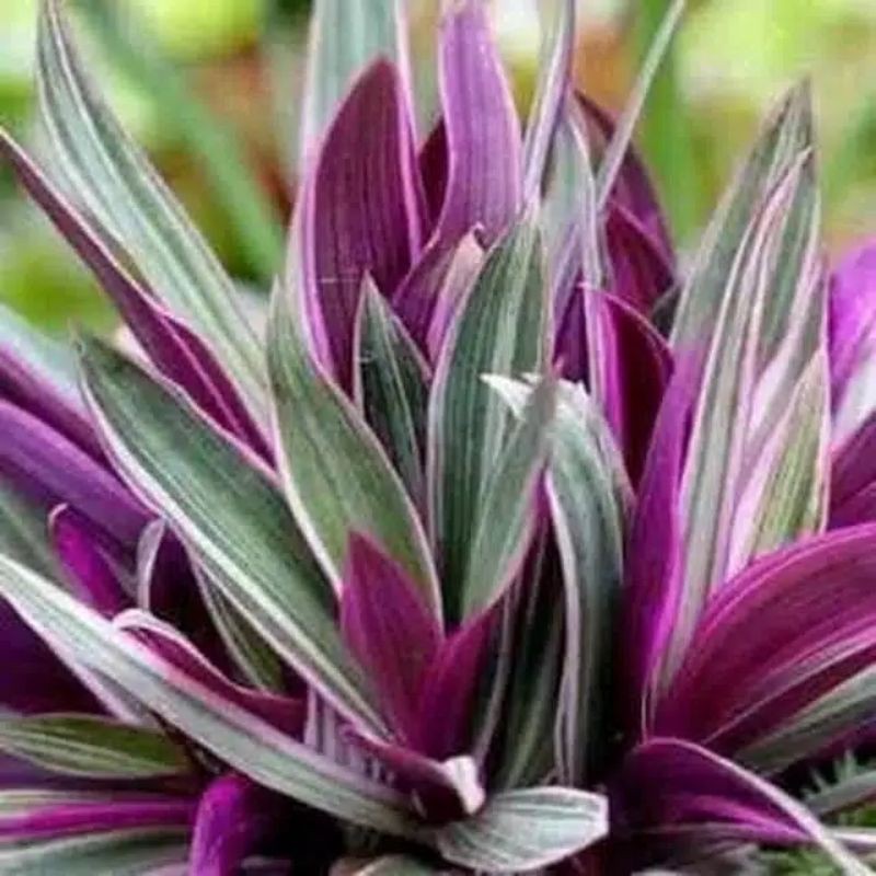 Jual Tanaman Hias Adam Hawa Varigata- Tanaman Indoor - Tanaman Outdoor ...