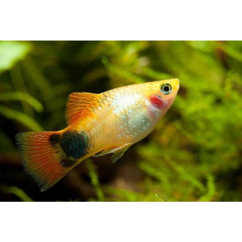 Jual Molly Mickey Mouse / Caroline / Ikan aquascape | Shopee Indonesia